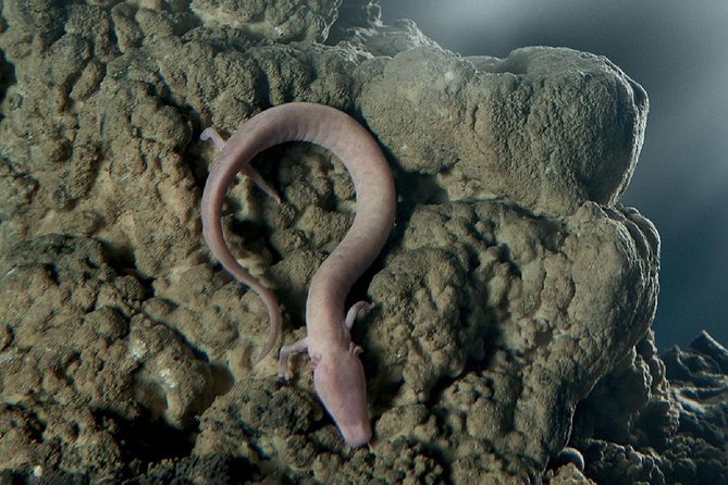 Postojna Cave & Predjama Castle From Trieste - Postojna Cave: Exploring the Subterranean Wonders