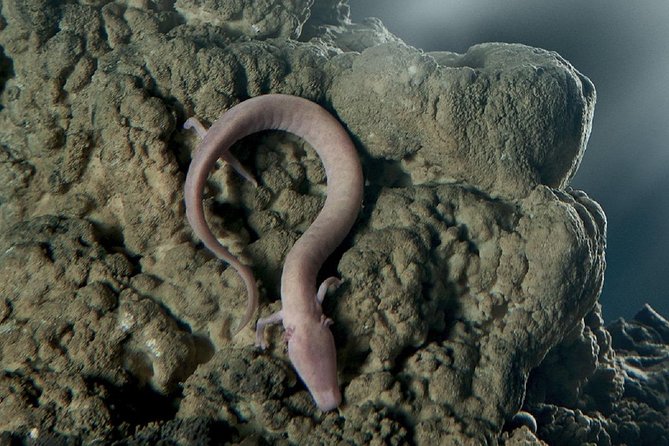 Postojna Cave & Predjama Castle - Shore Excursion From Rijeka - Traveler Feedback and Ratings