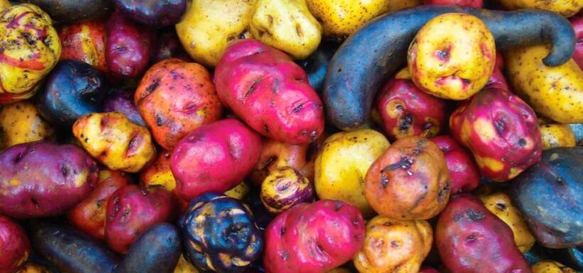 Potato Park - Community-based tourism in the sacred valley - Introduction to the Potato Park Tour