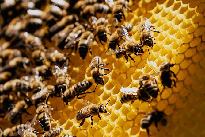 Pottery - Honey & Olive Oil experience - Who Should Consider This Tour?