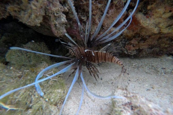 Power Snorkel By Sea Scooters & Tequila Tasting - Why This Tour Offers Great Value