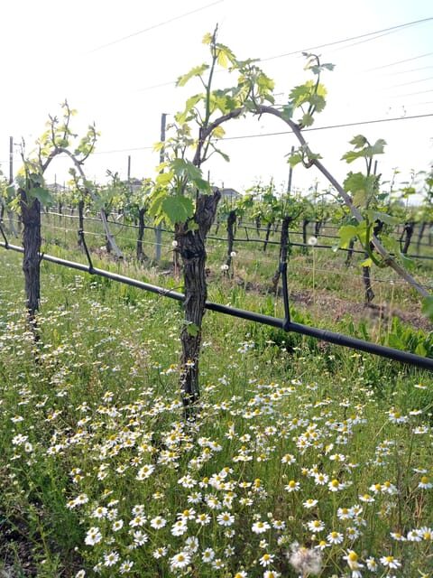 Pozzolengo: Vineyard tour and tasting of typical Garda wines - Practical Details and Value