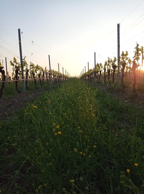 Pozzolengo: Vineyard tour and tasting of typical Garda wines - Authenticity and Visitor Feedback