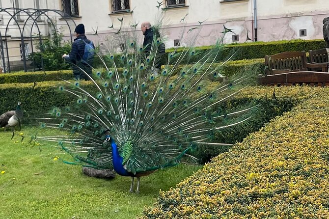 Prague city tour + Charles Bridge and Campa island small groups - Who Should Book This?