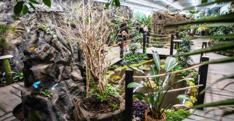 Prague: Papilonia Butterfly House - An Overview of the Butterfly Experience in Prague