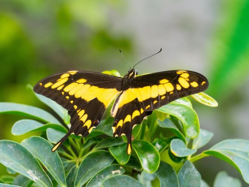 Prague: Papilonia Butterfly House - Who Should Consider This Experience?