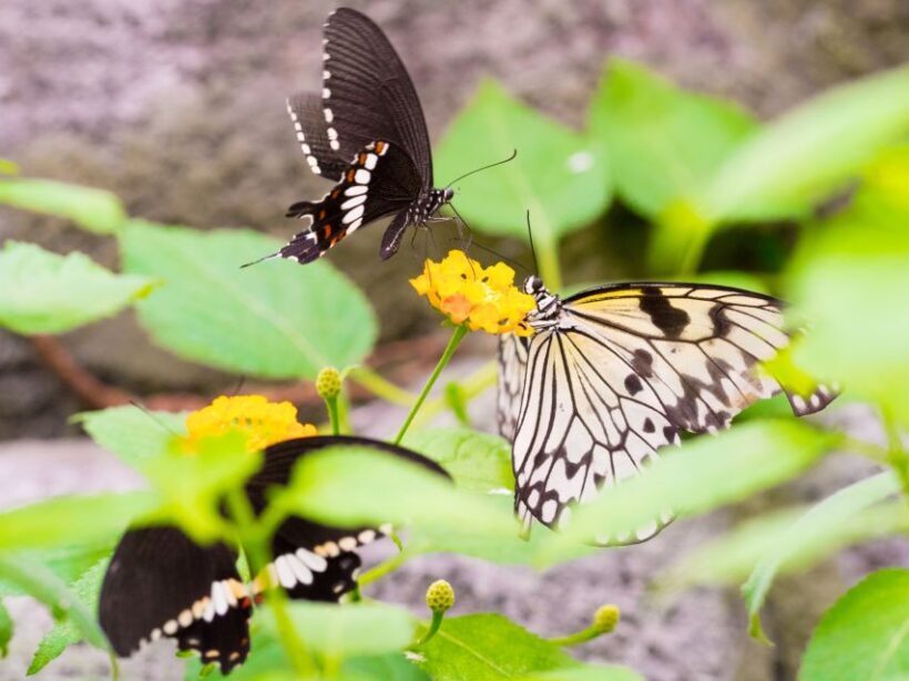 Prague: Papilonia Butterfly House - FAQ
