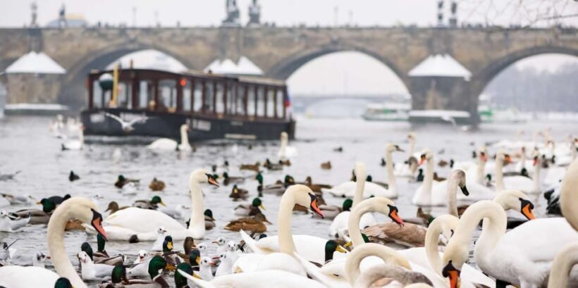 Prague: River Cruise, Charles Bridge Museum, & Walking Tour - Key Points