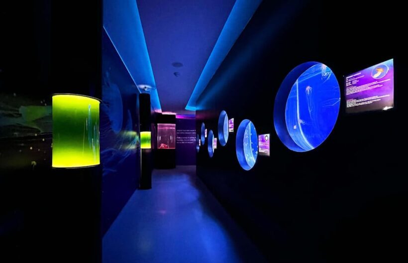 Prague: The World Of Jellyfish Entry Ticket w/ Drink - FAQ