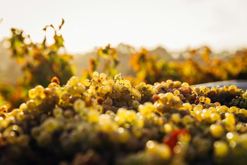 Prague Wine Tour - FAQ
