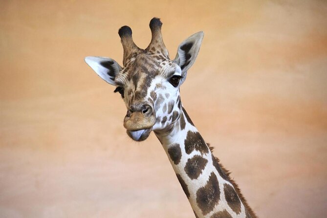 Prague Zoo Admission Ticket including Round Trip Transfer - An In-Depth Look at the Prague Zoo Tour Experience