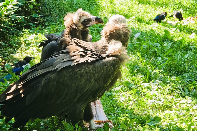 Prague Zoo Admission Ticket with Transfer and Audio Guide - Key Points