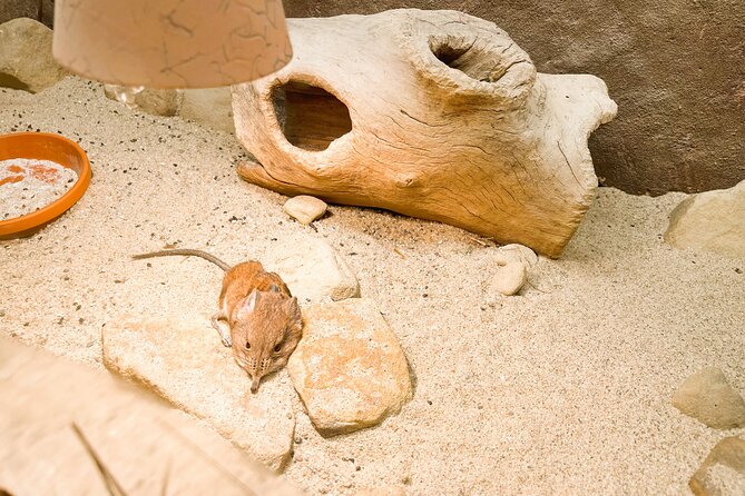 Prague Zoo Admission Ticket with Transfer and Audio Guide - Frequently Asked Questions