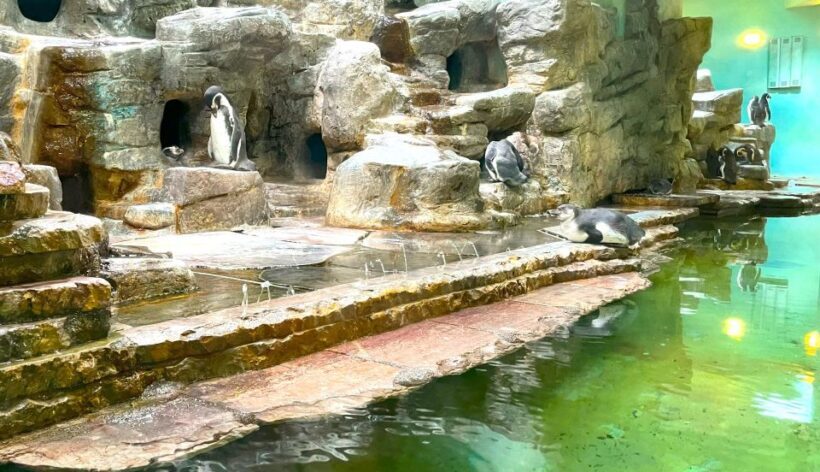Prague Zoo Online Audio Guide (No ticket) - Final Thoughts: Is It Worth It?