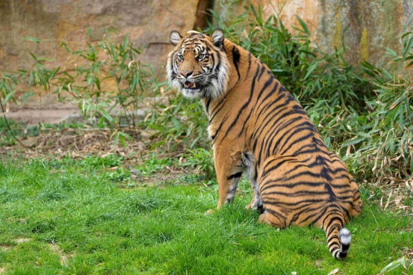 Prague Zoo: Skip-the-Line Entry Ticket - Who Will Love This Experience?