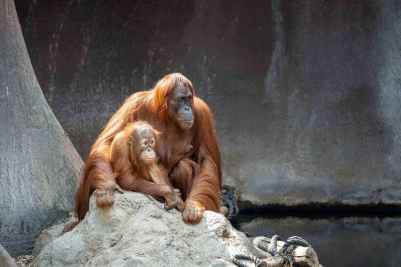 Prague Zoo: Skip-the-Line Entry Ticket - Summary