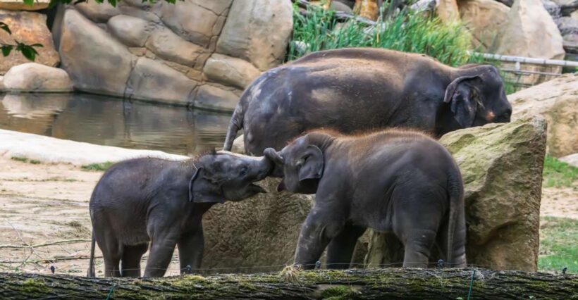 Prague Zoo Skip-the-line Tickets and Private Transfers - Key Points