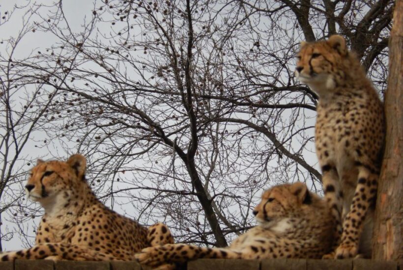 Prague Zoo Skip-the-line Tickets and Private Transfers - A Closer Look at the Prague Zoo Tour