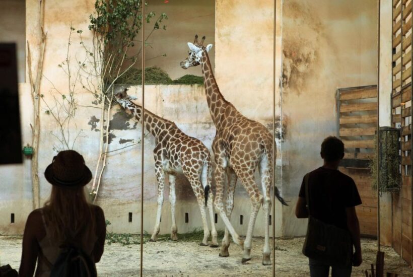 Prague Zoo Skip-the-line Tickets and Private Transfers - Final Thoughts
