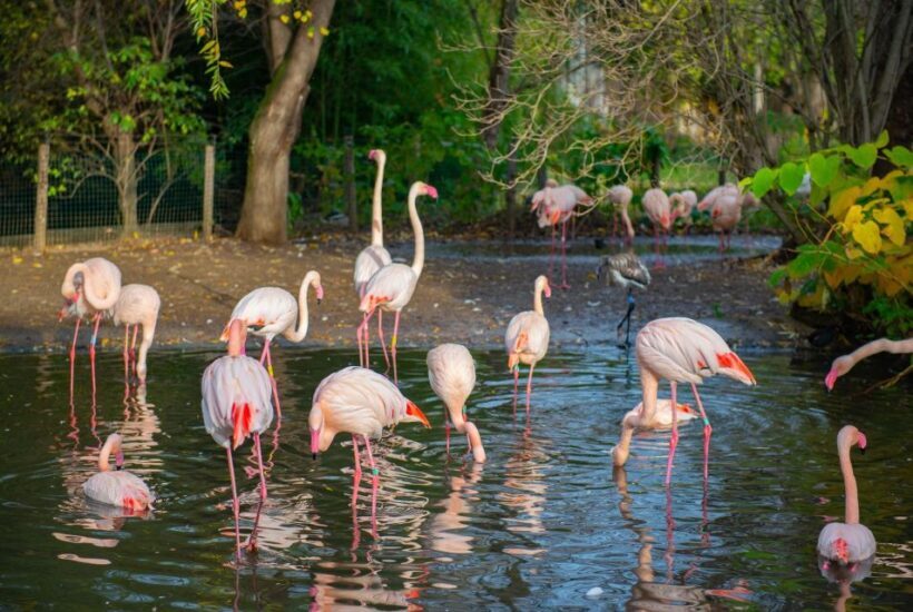 Prague Zoo Skip-the-line Tickets and Private Transfers - FAQ