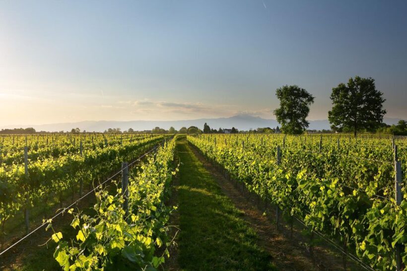 Pramaggiore: Ornella Bellia Winery Guided Tour & Tasting - Final Thoughts