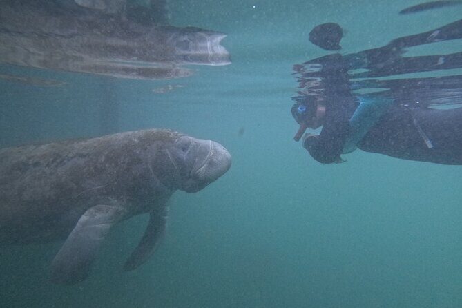 Pre-Season Special Manatee Snorkel Tour in Crystal River - Is It Worth the Price?