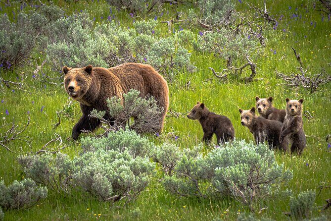 Predators of the Wild, Bear and Wolf Watching Adventure - An Introduction to the Wildlife Adventure