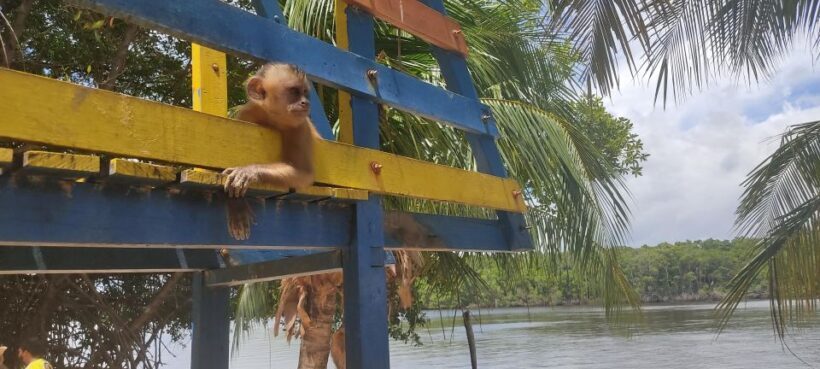 Preguicas River Speedboat Tour - FAQ