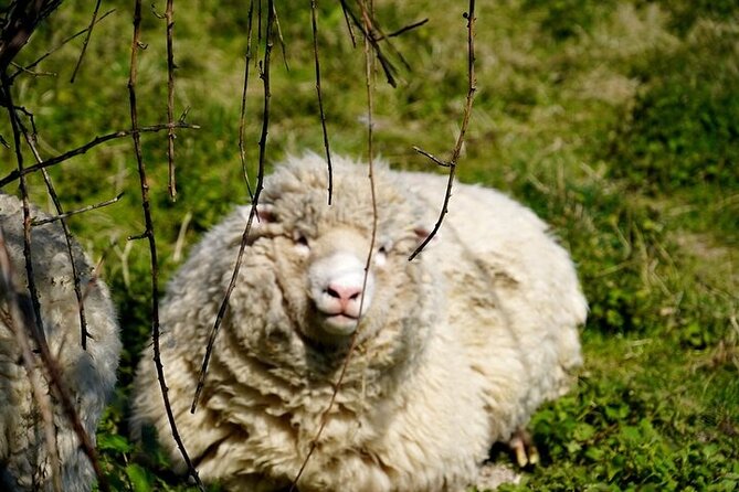 Prehistoric Britain: Ancient Caves, Stonehenge & Haunted Forest - Practical Aspects and Value