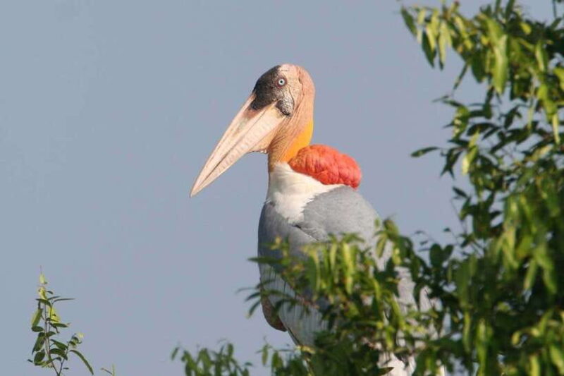 Prek Toal Bird Sanctuary and Great Lake Tour in Cambodia - Summary: Who Is This Tour Best For?