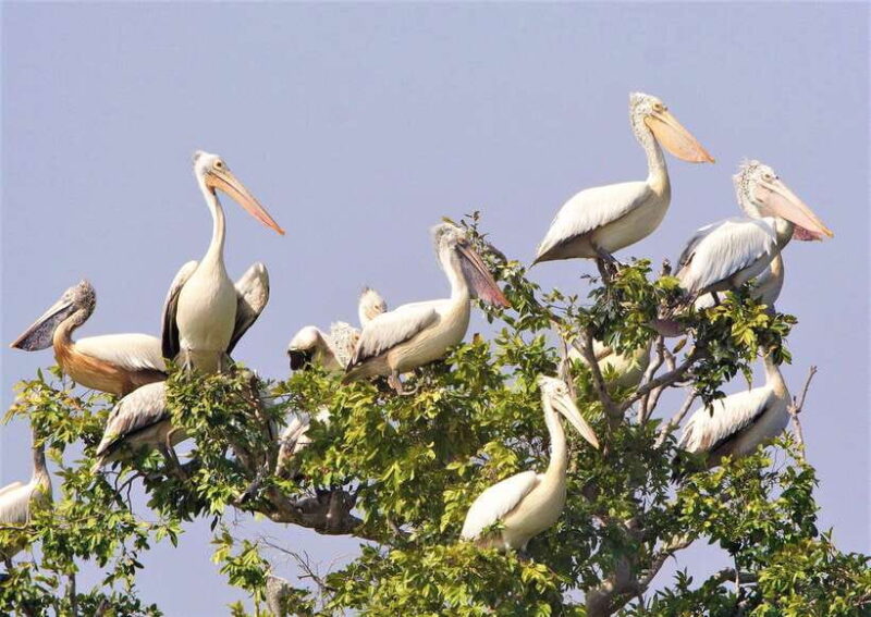 Prek Toal Birds Sanctuary & floating Village Private Tour - Key Points