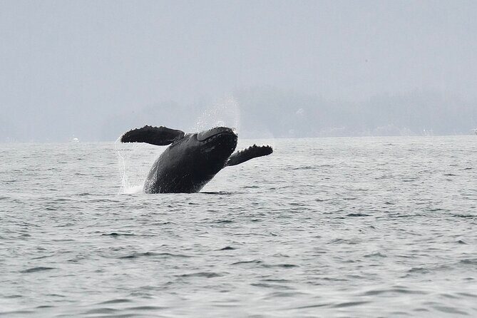 Premier Whale Watching and Wildlife Tour - Exploring the Sitka Sound: An Up-Close View of Alaskas Wildlife