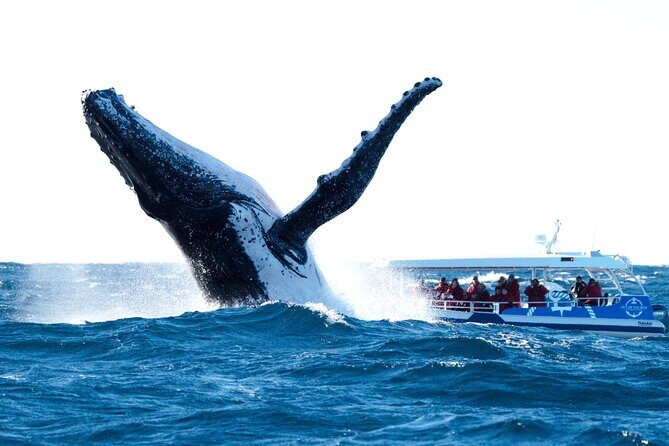 Premier Whale Watching Byron Bay - Introduction
