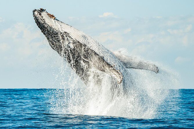 Premier Whale Watching Byron Bay - What to Expect During the Tour