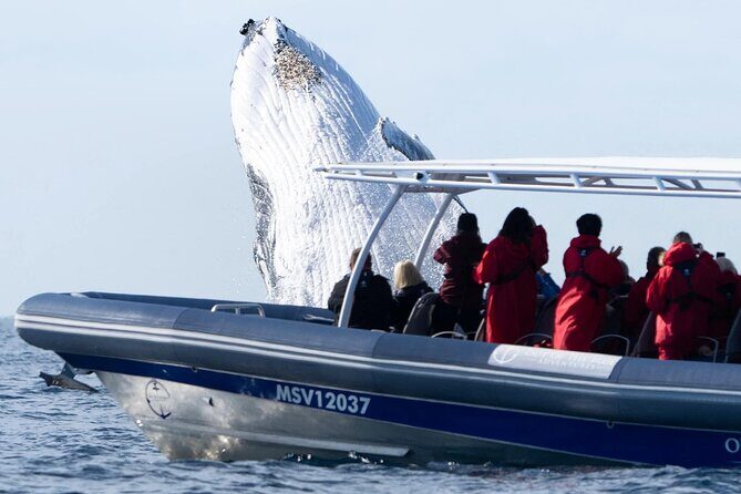 Premier Whale Watching Byron Bay - The Experience in Detail