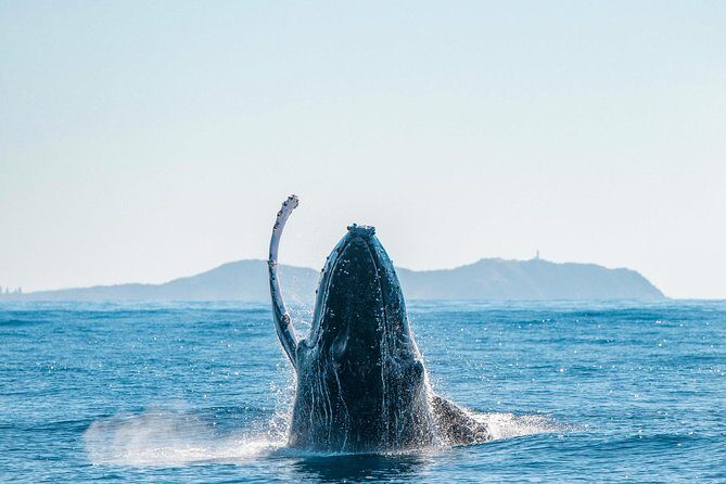 Premier Whale Watching Byron Bay - Value and Cost Analysis