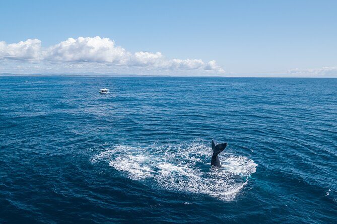 Premier Whale Watching Byron Bay - The Sum Up