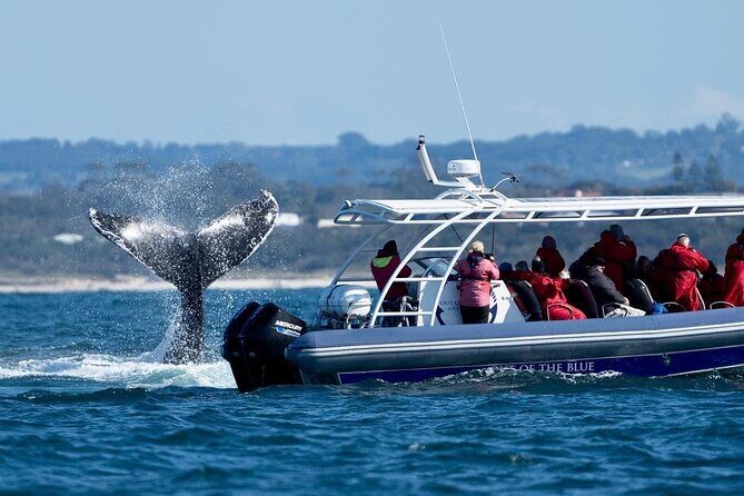 Premier Whale Watching Byron Bay - FAQs