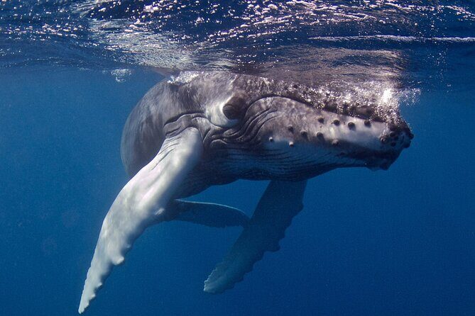 Premium Afternoon Scuba Charter for All Certified Diver Levels - Practical Details and Tips
