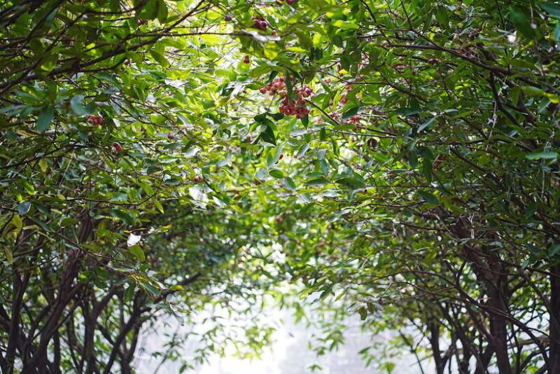 Premium Con Son Islet tour  Explore The Precious Gem - Practical Details and Value