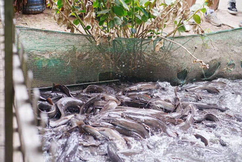 Premium Con Son Islet tour  Explore The Precious Gem - The Sum Up: Who Will Love This Tour?