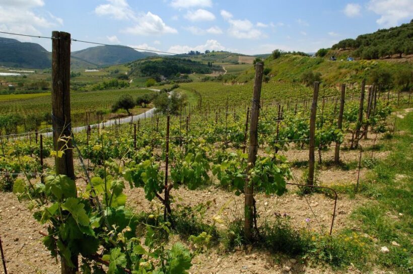 Premium Crete Olive oil tasting, Wine, Raki and Cretan food! - Transportation and Group Size