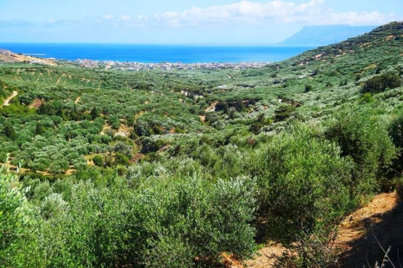 Premium Crete Olive oil tasting, Wine, Raki and Cretan food! - Who Will Love This Tour?