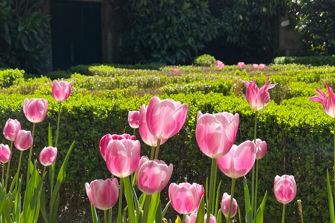 Premium Day Tour and Wine Tasting at Douro Valley - Customer Reviews and Experiences