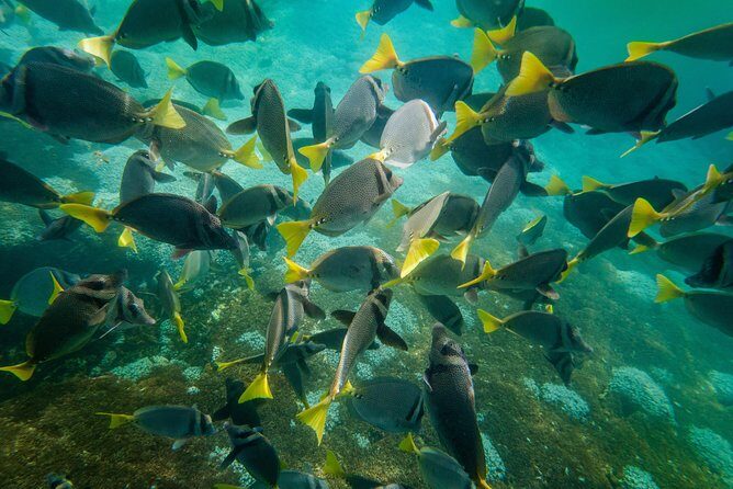 Premium Family Snorkeling Experience - The Pros and Cons: Is This Tour Right for You?