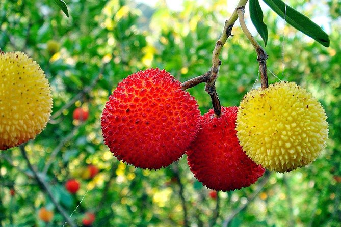 Premium gastronomic mountain tour: Wine, olive oil, spirits, food - Final Thoughts