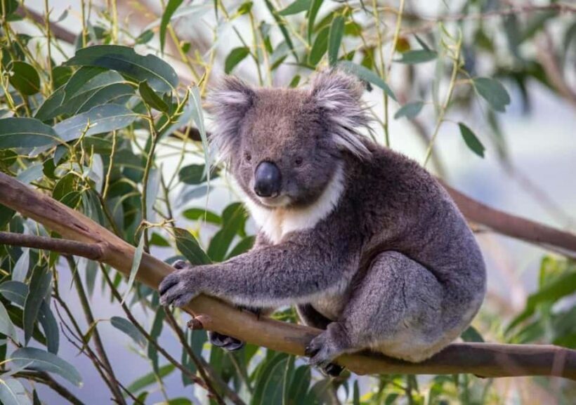 Premium Great Ocean Road Reverse Tour 13Pax Max Hotel PickUP - Key Points