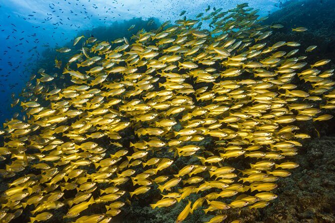 Premium Guided Dive Trip - Outer Great Barrier Reef - A Deep Dive into the Experience