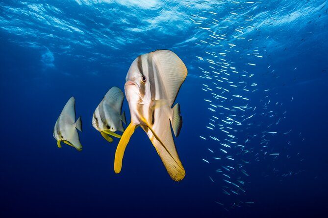 Premium Guided Dive Trip - Outer Great Barrier Reef - Who Should Consider This Tour?