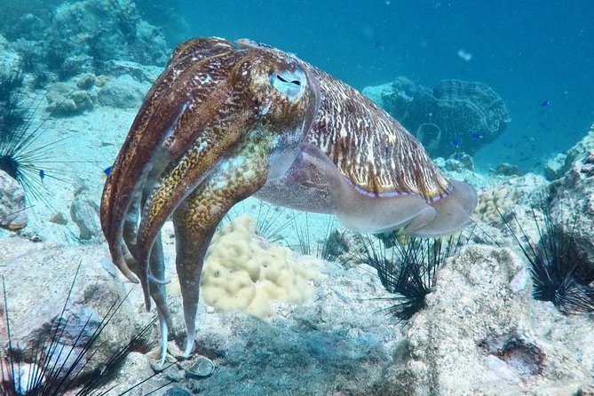 Premium Guided Scuba Diving Day Trip for Certified Divers - Authentic Reviews: What Real Divers Say